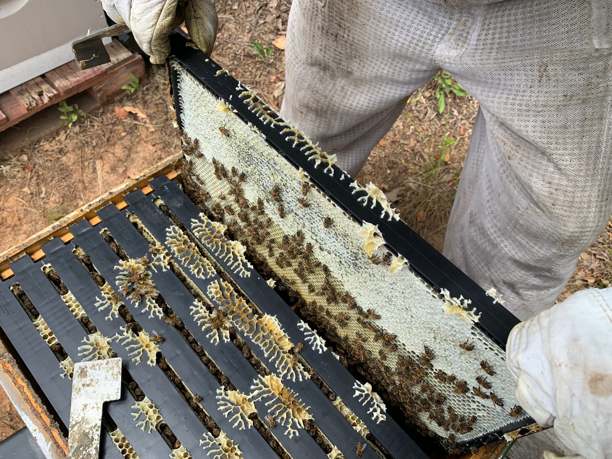 What to Do Before Buying Your First Bees - Backyard Beekeeping
